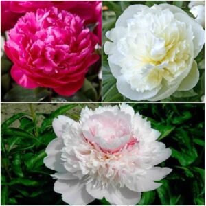 peony roots – long lasting mix – bag of 10, mixed