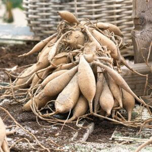 Dahlia Bulbs (Dinnerplate) - Cafe Au Lait Rose - 8 Bulbs - Pink Flower Bulbs, Tuber Attracts Bees, Attracts Butterflies, Attracts Pollinators, Easy to Grow & Maintain, Fast Growing, Cut Flower