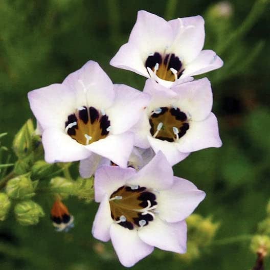 Birds Eyes Seeds - 1 Pound - White/Purple Flower Seeds, Heirloom Seed Attracts Bees, Attracts Butterflies, Attracts Hummingbirds, Attracts Pollinators, Easy to Grow & Maintain, Fragrant, Container