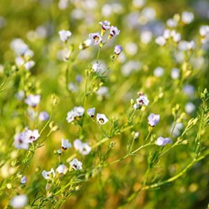 Birds Eyes Seeds - 1 Pound - White/Purple Flower Seeds, Heirloom Seed Attracts Bees, Attracts Butterflies, Attracts Hummingbirds, Attracts Pollinators, Easy to Grow & Maintain, Fragrant, Container