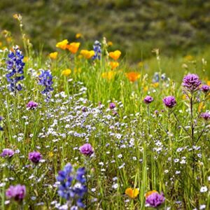 Birds Eyes Seeds - 1 Pound - White/Purple Flower Seeds, Heirloom Seed Attracts Bees, Attracts Butterflies, Attracts Hummingbirds, Attracts Pollinators, Easy to Grow & Maintain, Fragrant, Container