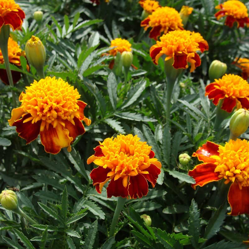 French Marigold Seeds (Dwarf Double) - Orange Flame - 1 Pound - Orange Flower Seeds, Heirloom Seed Attracts Bees, Attracts Butterflies, Attracts Hummingbirds, Attracts Pollinators