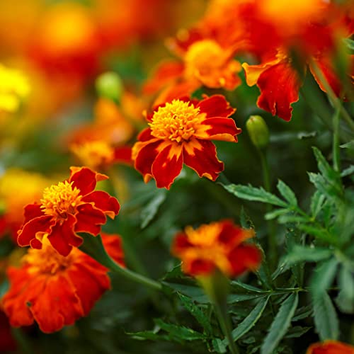 French Marigold Seeds (Dwarf Double) - Orange Flame - 1 Pound - Orange Flower Seeds, Heirloom Seed Attracts Bees, Attracts Butterflies, Attracts Hummingbirds, Attracts Pollinators