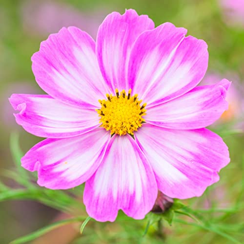 Cosmos Seeds - Candystripe - 1 Pound - White/Pink Flower Seeds, Open Pollinated Seed Attracts Bees, Attracts Butterflies, Attracts Hummingbirds, Attracts Pollinators, Easy to Grow & Maintain