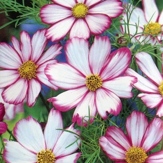 Cosmos Seeds - Candystripe - 1 Pound - White/Pink Flower Seeds, Open Pollinated Seed Attracts Bees, Attracts Butterflies, Attracts Hummingbirds, Attracts Pollinators, Easy to Grow & Maintain