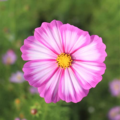 Cosmos Seeds - Candystripe - 1 Pound - White/Pink Flower Seeds, Open Pollinated Seed Attracts Bees, Attracts Butterflies, Attracts Hummingbirds, Attracts Pollinators, Easy to Grow & Maintain