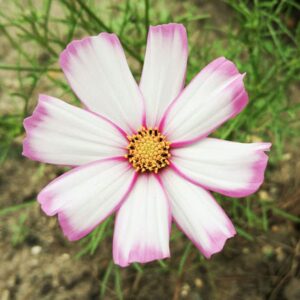 Cosmos Seeds - Candystripe - 1 Pound - White/Pink Flower Seeds, Open Pollinated Seed Attracts Bees, Attracts Butterflies, Attracts Hummingbirds, Attracts Pollinators, Easy to Grow & Maintain