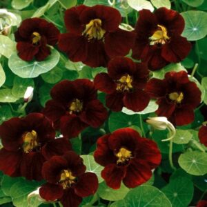 nasturtium seeds (dwarf) – black velvet – 1 pound – red/black/yellow flower seeds, heirloom seed attracts bees, attracts butterflies, attracts hummingbirds, attracts pollinators