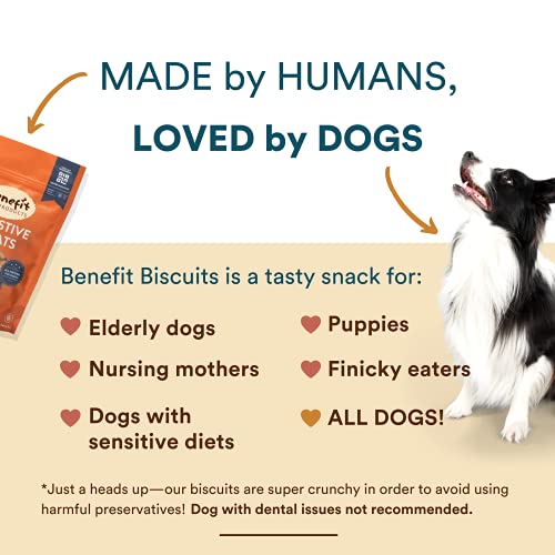 Benefit Biscuits, All Natural Dog Treats, Certified Vegan, Non GMO, Wheat Free, Healthy Dog Biscuits, Made in USA (Pumpkin, Large Bag (1lb))