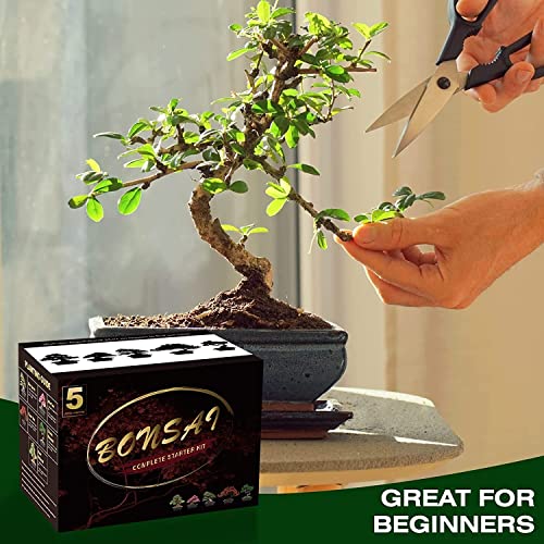 Meekear 5 Bonsai Tree Kit with Complete Plant Growing Tools, Grow in Pot Indoor Bonsai Tree Starter Kit, Home Gardening DIY Gift for Adult