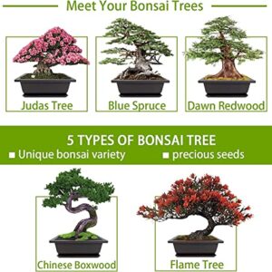 Meekear 5 Bonsai Tree Kit with Complete Plant Growing Tools, Grow in Pot Indoor Bonsai Tree Starter Kit, Home Gardening DIY Gift for Adult