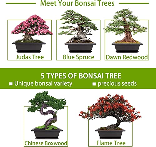 Meekear 5 Bonsai Tree Kit with Complete Plant Growing Tools, Grow in Pot Indoor Bonsai Tree Starter Kit, Home Gardening DIY Gift for Adult