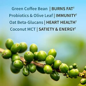 Garden of Life Chocolate Plant Based Fit Protein with Fava Bean, Sprouted Grains Plus Immune Support, Probiotics & Svetol to Help Burn Fat – Dr Formulated MD – Non GMO, Carbon Neutral, 10 Servings