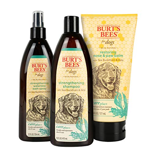 Burt's Bees for Dogs Care Plus+ Natural Sea Buckthorn & Kelp Restoring Nose & Paw Lotion | Heals & Moisturizes Dog Noses and Paws | pH Balanced for Dogs - Made in USA, 6 Oz Bottle of Lotion