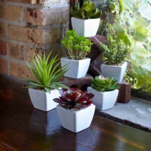 Wall Shelf Succulent Home Decor Bundle | 8 Piece Set | Beautiful Wall Decor