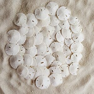 Tumbler Home Small Natural White Sand Dollars 50 pcs - Wedding - Sea Shell Craft 1 1/4" to 1 1/2" - Hand Picked and Professionally Packed