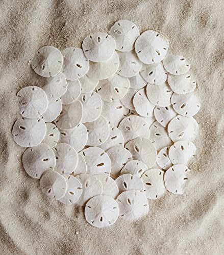 Tumbler Home Small Natural White Sand Dollars 50 pcs - Wedding - Sea Shell Craft 1 1/4" to 1 1/2" - Hand Picked and Professionally Packed