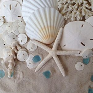 Tumbler Home Small Natural White Sand Dollars 50 pcs - Wedding - Sea Shell Craft 1 1/4" to 1 1/2" - Hand Picked and Professionally Packed