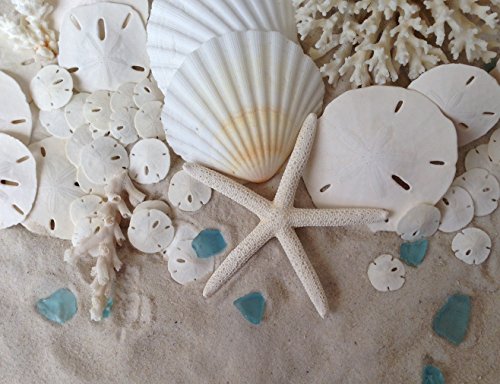 Tumbler Home Small Natural White Sand Dollars 50 pcs - Wedding - Sea Shell Craft 1 1/4" to 1 1/2" - Hand Picked and Professionally Packed