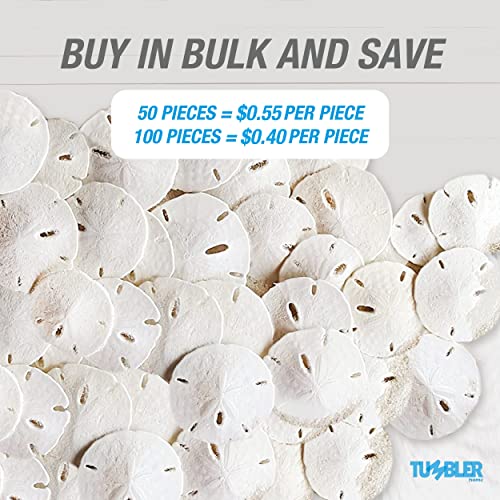 Tumbler Home Small Natural White Sand Dollars 50 pcs - Wedding - Sea Shell Craft 1 1/4" to 1 1/2" - Hand Picked and Professionally Packed