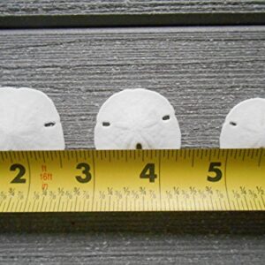 Tumbler Home Small Natural White Sand Dollars 50 pcs - Wedding - Sea Shell Craft 1 1/4" to 1 1/2" - Hand Picked and Professionally Packed