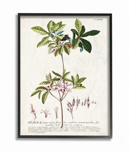 stupell industries botanical plant illustration pink flowers vintage black framed wall art, 16 x 20, design by artist unknown