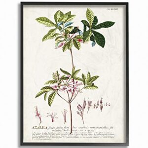 Stupell Industries Botanical Plant Illustration Pink Flowers Vintage Black Framed Wall Art, 16 x 20, Design by Artist Unknown