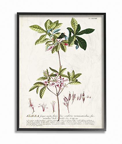 Stupell Industries Botanical Plant Illustration Pink Flowers Vintage Black Framed Wall Art, 16 x 20, Design by Artist Unknown