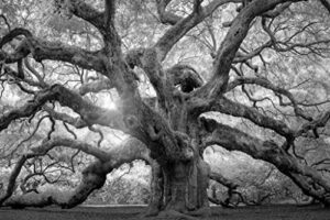 angel oak tree monochrome charleston south carolina black white nature forest cool wall decor art print poster 36×24