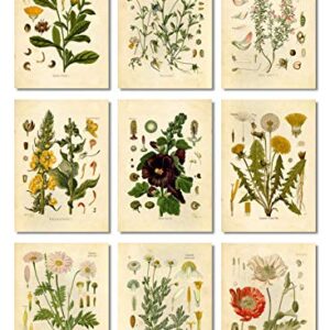 Vintage Botanical Prints | Wildflower Art Prints | Floral Wall Art | Set of 9 5x7 Unframed