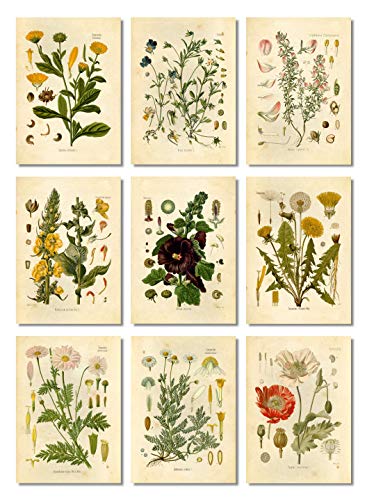 Vintage Botanical Prints | Wildflower Art Prints | Floral Wall Art | Set of 9 5x7 Unframed