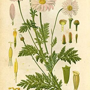 Vintage Botanical Prints | Wildflower Art Prints | Floral Wall Art | Set of 9 5x7 Unframed