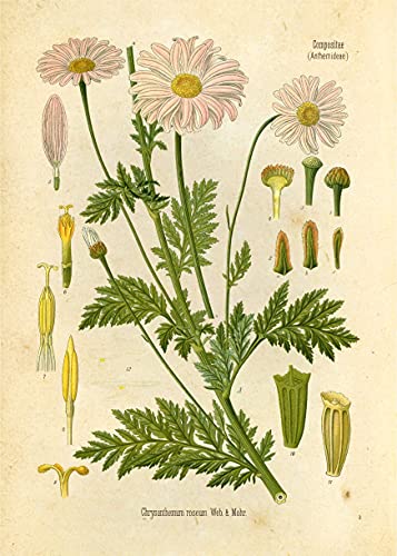 Vintage Botanical Prints | Wildflower Art Prints | Floral Wall Art | Set of 9 5x7 Unframed