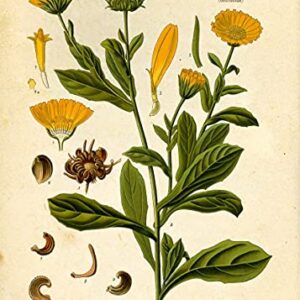 Vintage Botanical Prints | Wildflower Art Prints | Floral Wall Art | Set of 9 5x7 Unframed