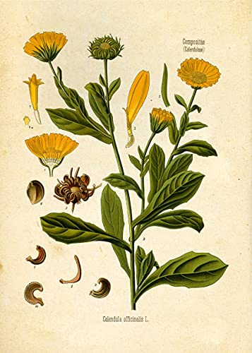 Vintage Botanical Prints | Wildflower Art Prints | Floral Wall Art | Set of 9 5x7 Unframed