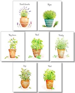 kitchen wall art – herbs prints in pots (set of 7) – farmhouse decor – unframed botanical prints (5×7)