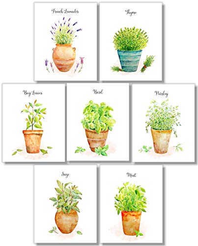 Kitchen Wall Art - Herbs Prints in Pots (Set of 7) - Farmhouse Decor - Unframed Botanical Prints (5x7)