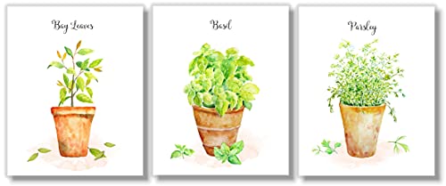 Kitchen Wall Art - Herbs Prints in Pots (Set of 7) - Farmhouse Decor - Unframed Botanical Prints (5x7)