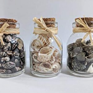 Greenbrier Decorative Seashell Jars Set of 3-3"x 2"