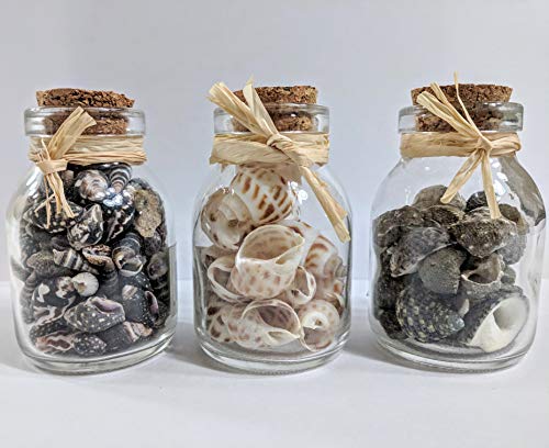 Greenbrier Decorative Seashell Jars Set of 3-3"x 2"