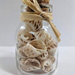 Greenbrier Decorative Seashell Jars Set of 3-3"x 2"