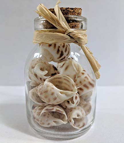 Greenbrier Decorative Seashell Jars Set of 3-3"x 2"