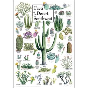 earth sky + water- cacti of the desert southwest – poster