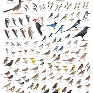 Laminated Sibley's Backyard Birds Western North America Chart Poster Print 24x36