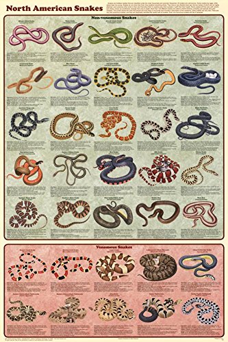 North American Snakes Deluxe Laminated Poster