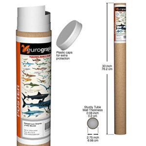 EuroGraphics Dangerous Sharks Poster, 36 x 24 in