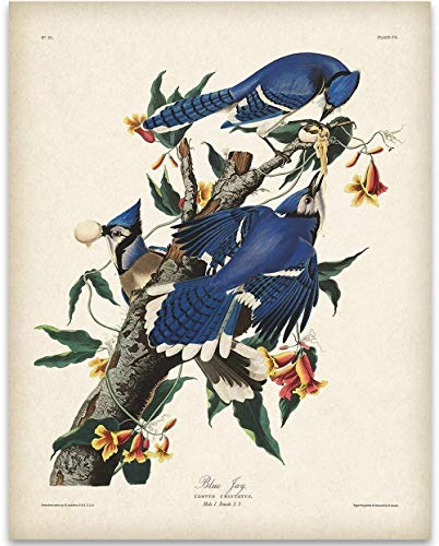 Blue Jays - 11x14 Unframed Art Print - Great Home Decor and a Great Gift for Bird Watchers Under $15