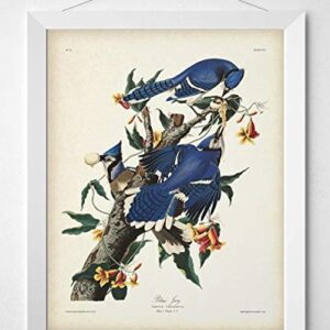 Blue Jays - 11x14 Unframed Art Print - Great Home Decor and a Great Gift for Bird Watchers Under $15