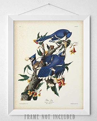 Blue Jays - 11x14 Unframed Art Print - Great Home Decor and a Great Gift for Bird Watchers Under $15