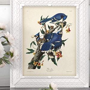 Blue Jays - 11x14 Unframed Art Print - Great Home Decor and a Great Gift for Bird Watchers Under $15